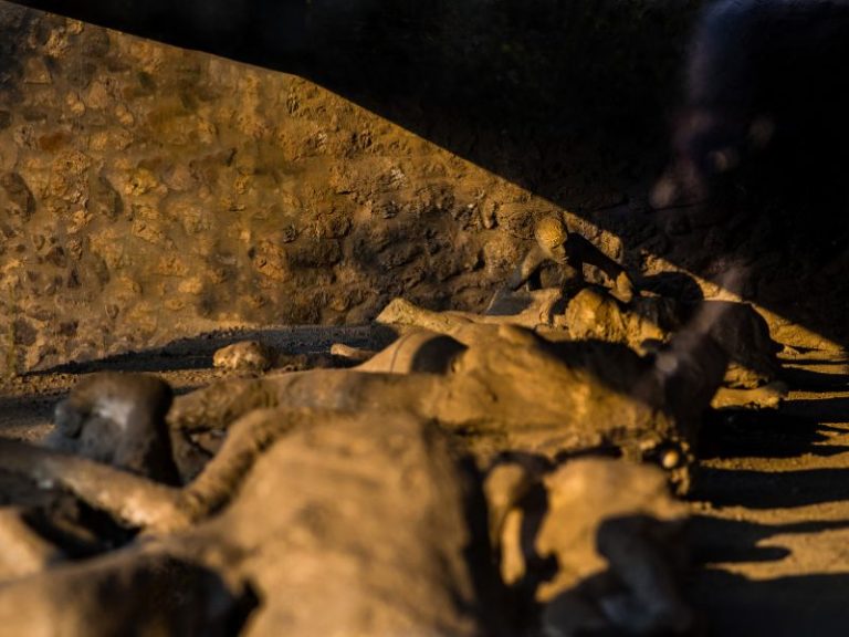 Emperor Titus and Rome’s Response to the disaster of Pompeii - Pompeii ...