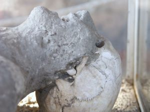 Skeletons of Pompeii Revealed Through Analysis - Pompeii Archaeological ...